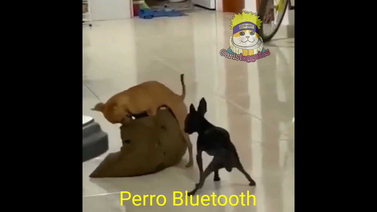 Perro Bluetooth - YouTube