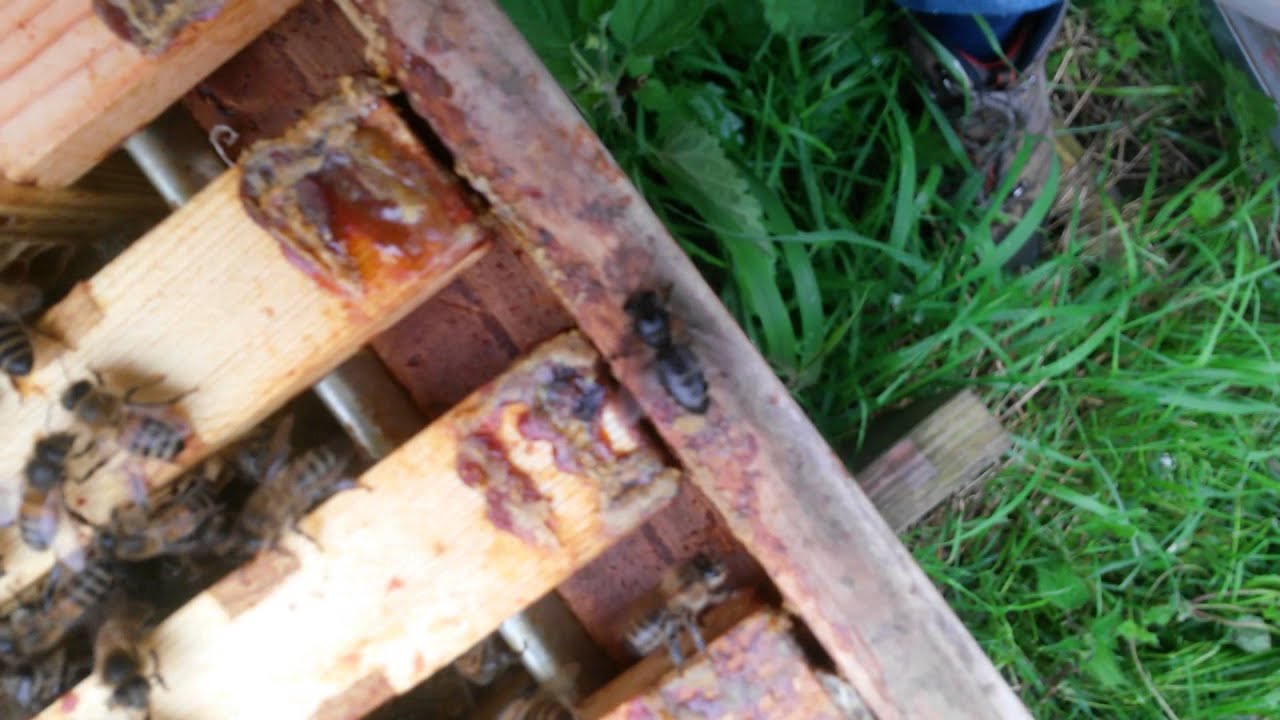 Chronic Bee Paralysis Virus CBPV video 2 - YouTube