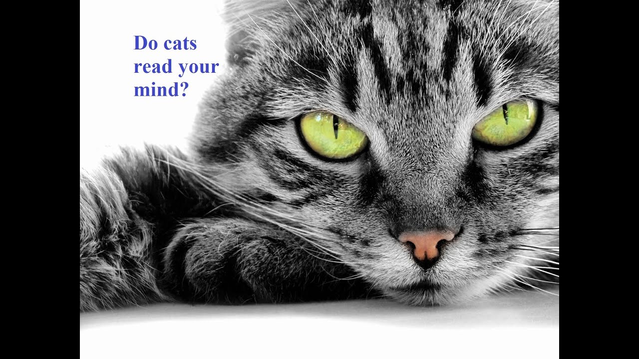 Ask Amy: Do Cats Read Minds - YouTube