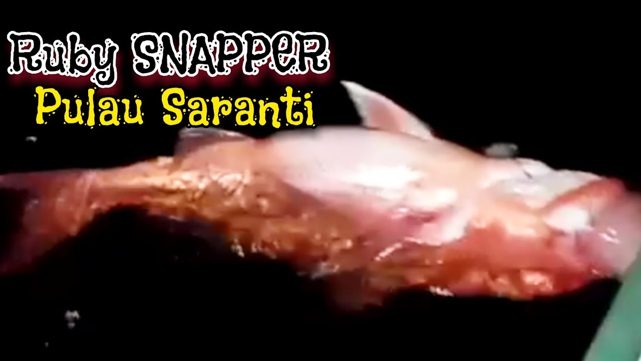 Ruby SNAPPER Pulau Saranti Kabupaten Pangkep - YouTube