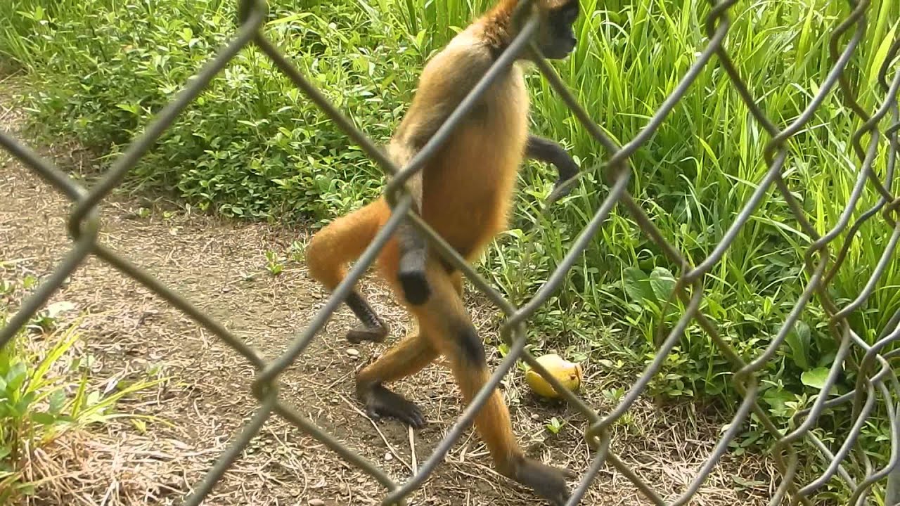 McKenzie- Running Spider Monkey - YouTube