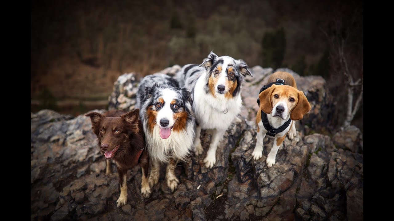 Roadtrip I Czech Republic & Poland I Beagle Bruno - YouTube