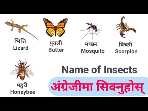 Name of INSECTS in English and Nepali || किराफट्यांग्राहरुको नाम ...