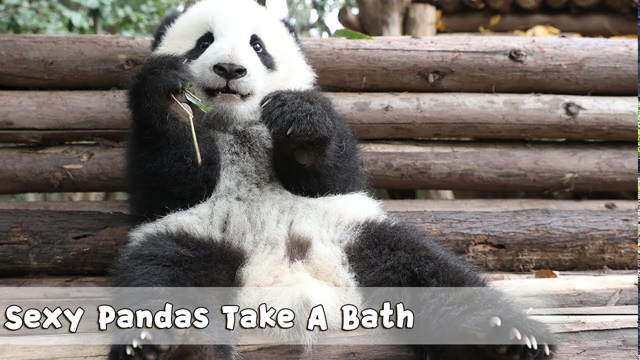 Sexy Pandas Take A Bath Ipanda Youtube