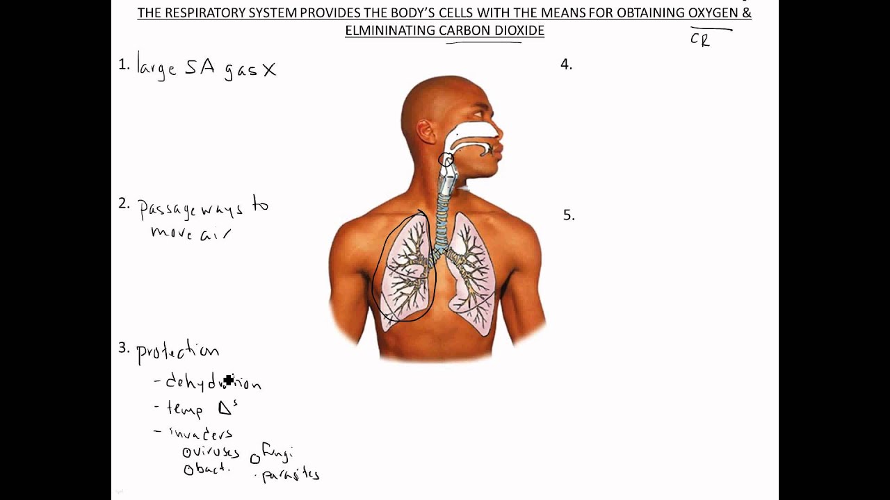 Respiratory System Intro & Overview - YouTube