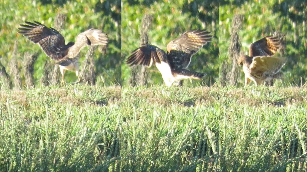 Hawk pouncing on a snake-Illinois farm - YouTube
