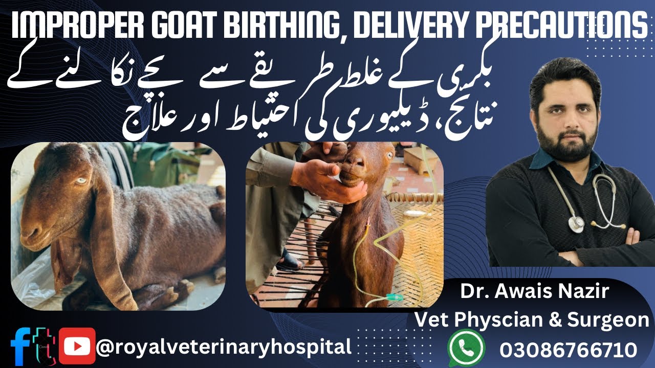 Goat delivery care - YouTube