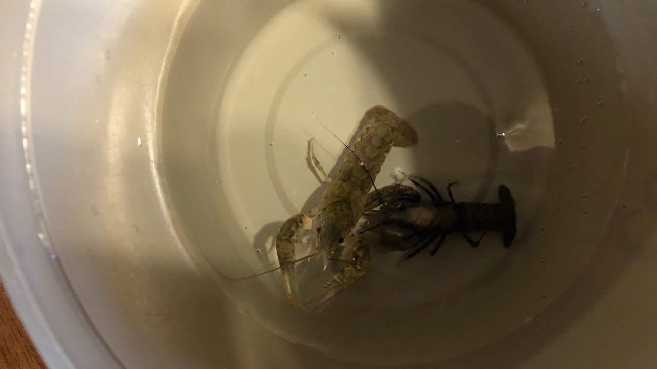 Gray vs Black Crawfish {Catch Clean Cook} - YouTube