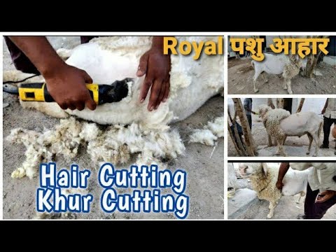 Goats Hair & Khur Cutting Facility at Royal Pashu Aahar - YouTube