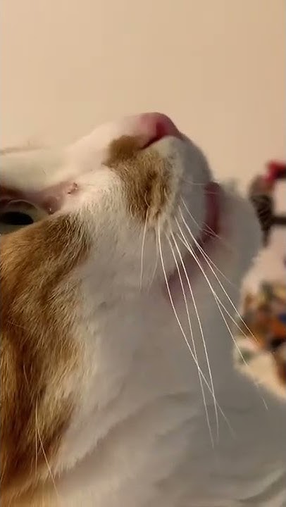 Anyone else’s cats do that open-mouth purr? 😂 - YouTube