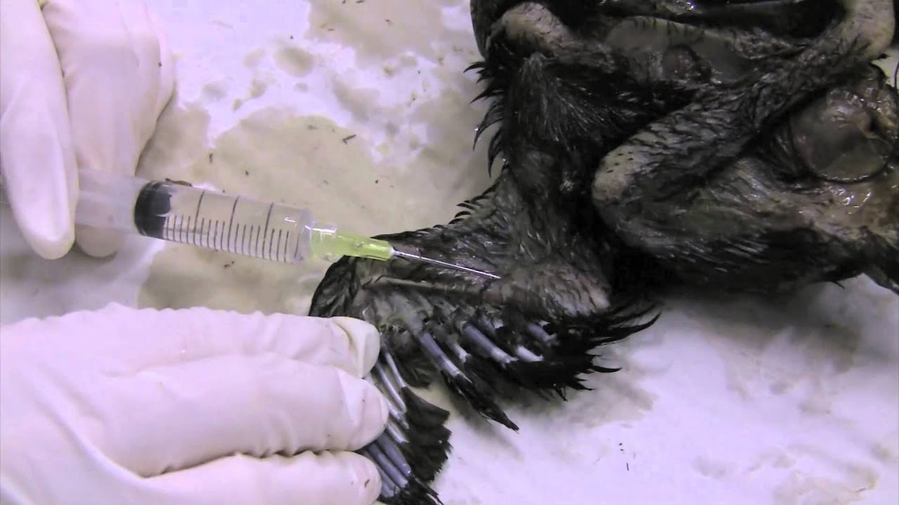 Bird Specimens 9: How to prepare anatomical specimens (pickles) - YouTube