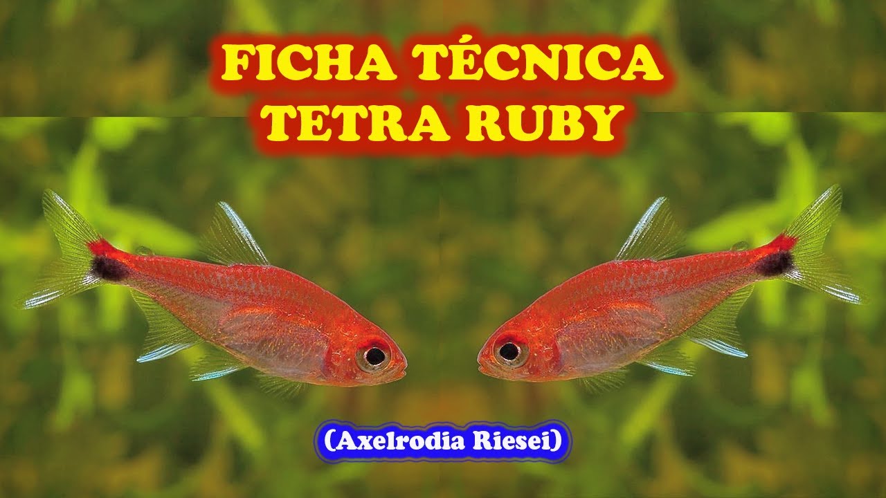 FICHA TECNICA TETRA RUBI (Axelrodia Riesei) - YouTube