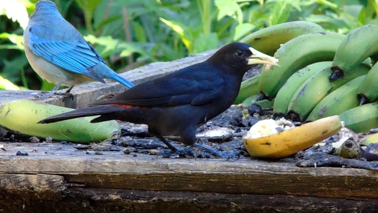 Guaxe ( Cacicus haemorrhous ) - YouTube