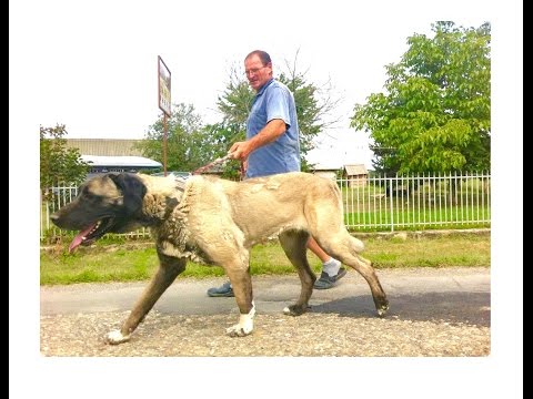 KOBRA -85 cm shoulder height . Kangal female