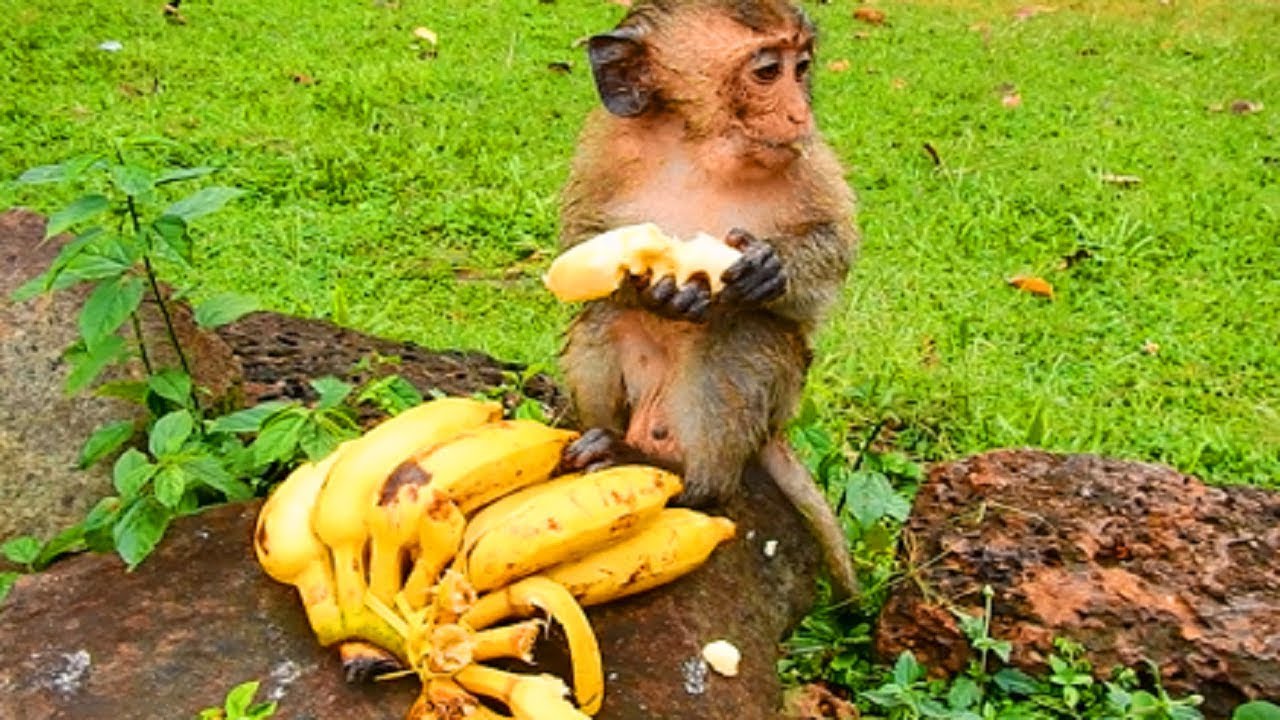 SO COOL! Aiden Getting Many Banana, Calling Baby Mommy Eating Together ...