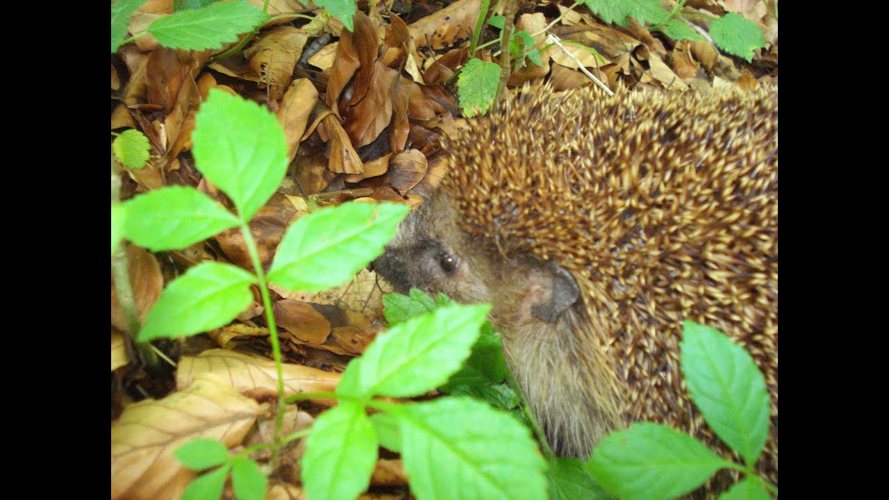 Essbares und 2 Igel im Wald - YouTube