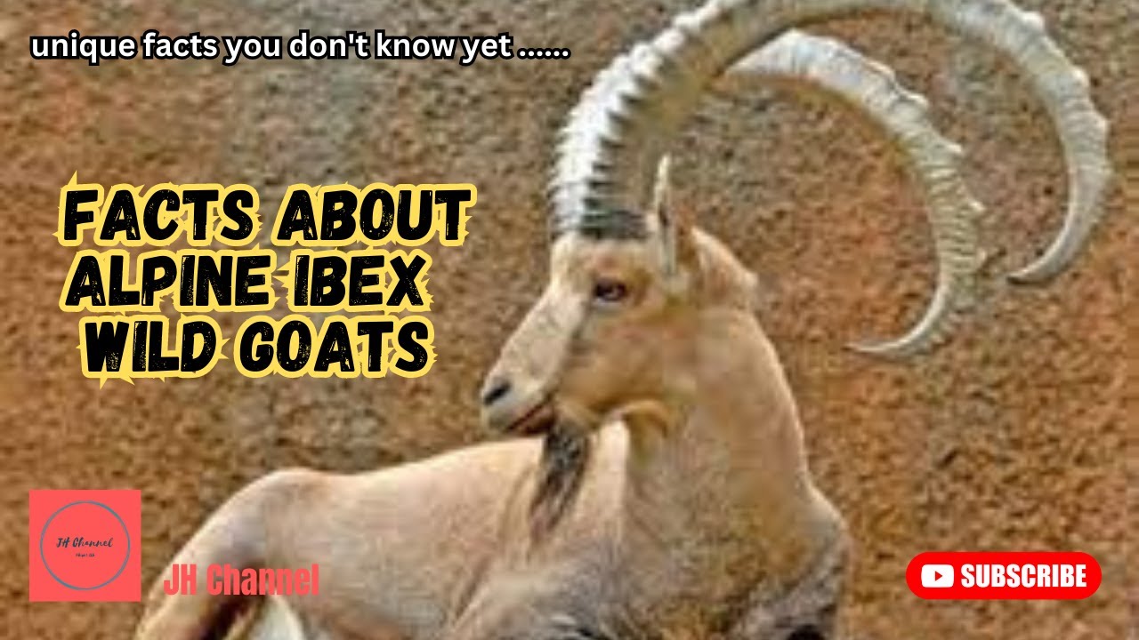 6 Interesting Alpine Ibex Facts Wild Goats, Unique facts you don't know ...