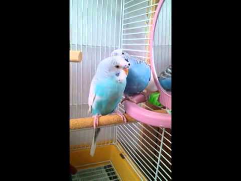 cham soc chim yen phung   2 anh em rat than