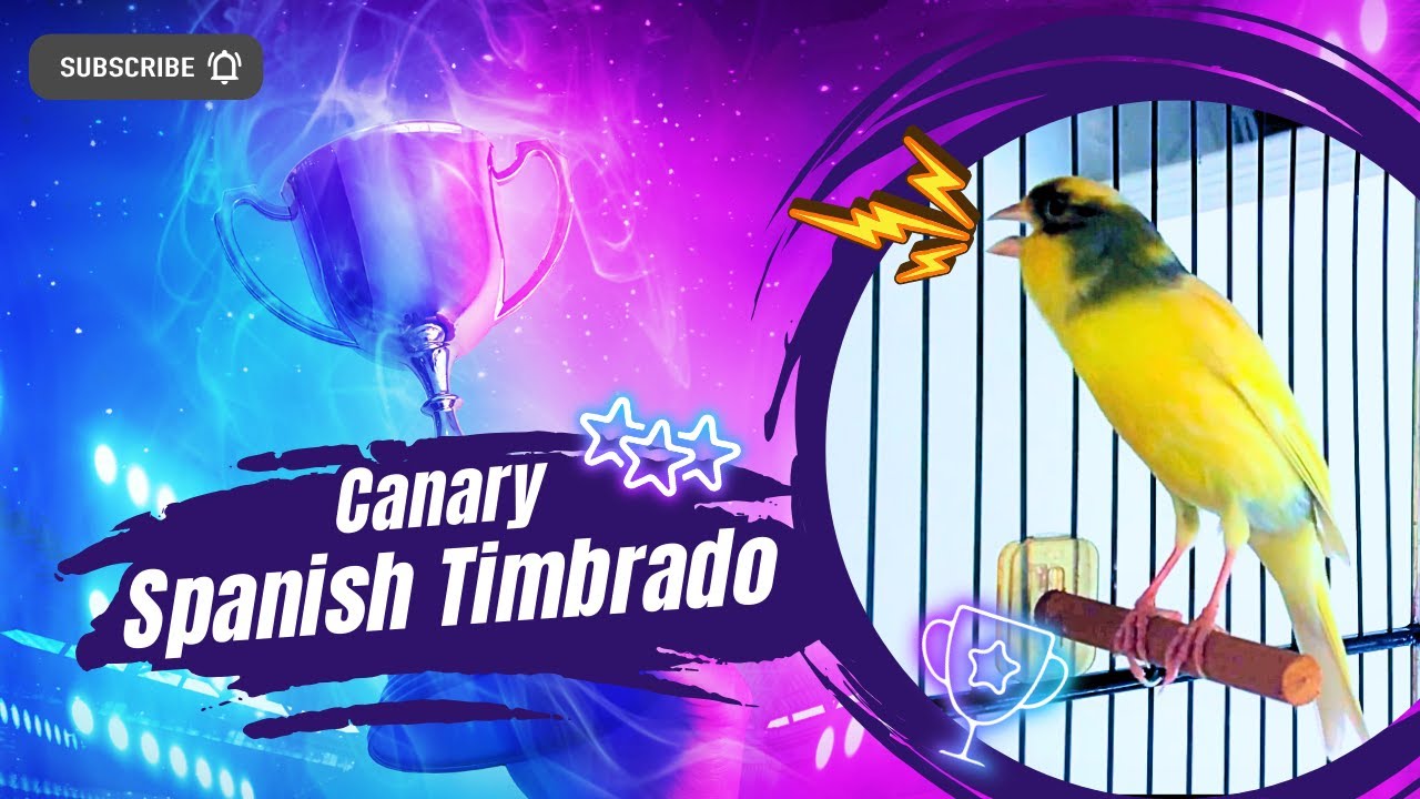 Spanish Timbrado Canary's Most Powerful Singing For Training - YouTube