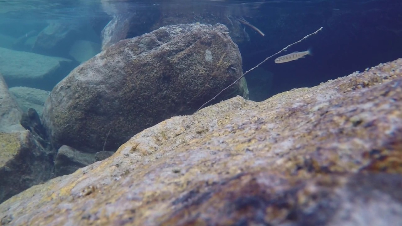 Tiny fish swimming against river current - YouTube