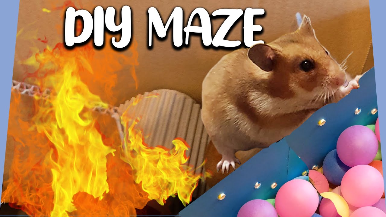 🐹 DIY Hamster Maze Obstacle Course 🐹 Hamster Bella 🐹 - YouTube