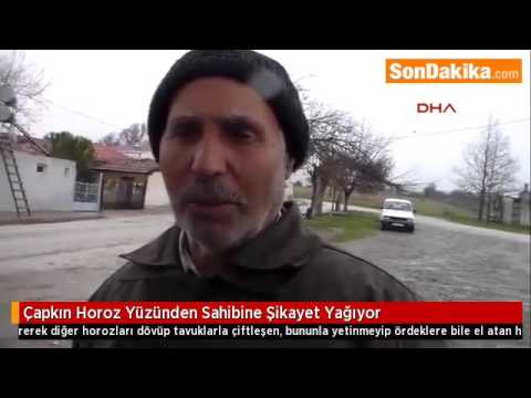 Çapkın Horoz sınır Tanımıyor ,Sahibine Şikayet Yağıyor