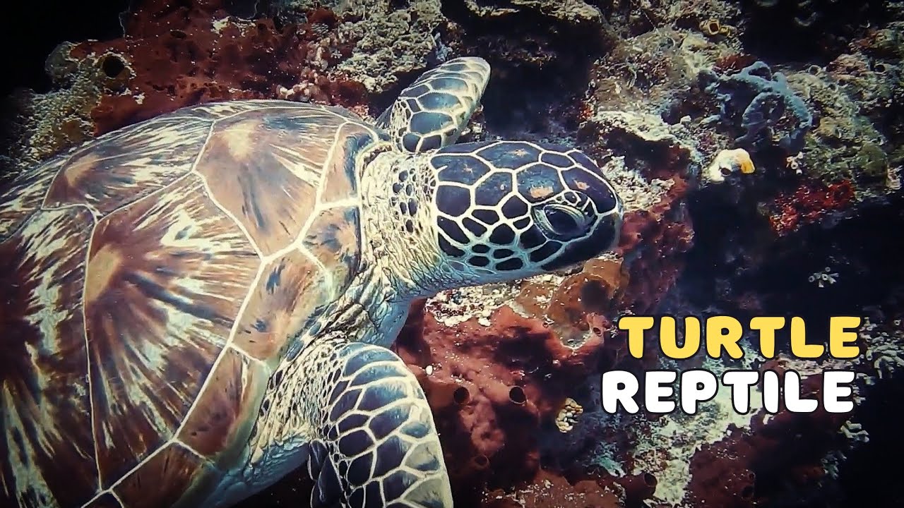 TURTLE NATURAL AQUARIUM | AMAZING CORAL REEF FISH | 4k AMAZING CLIP ...