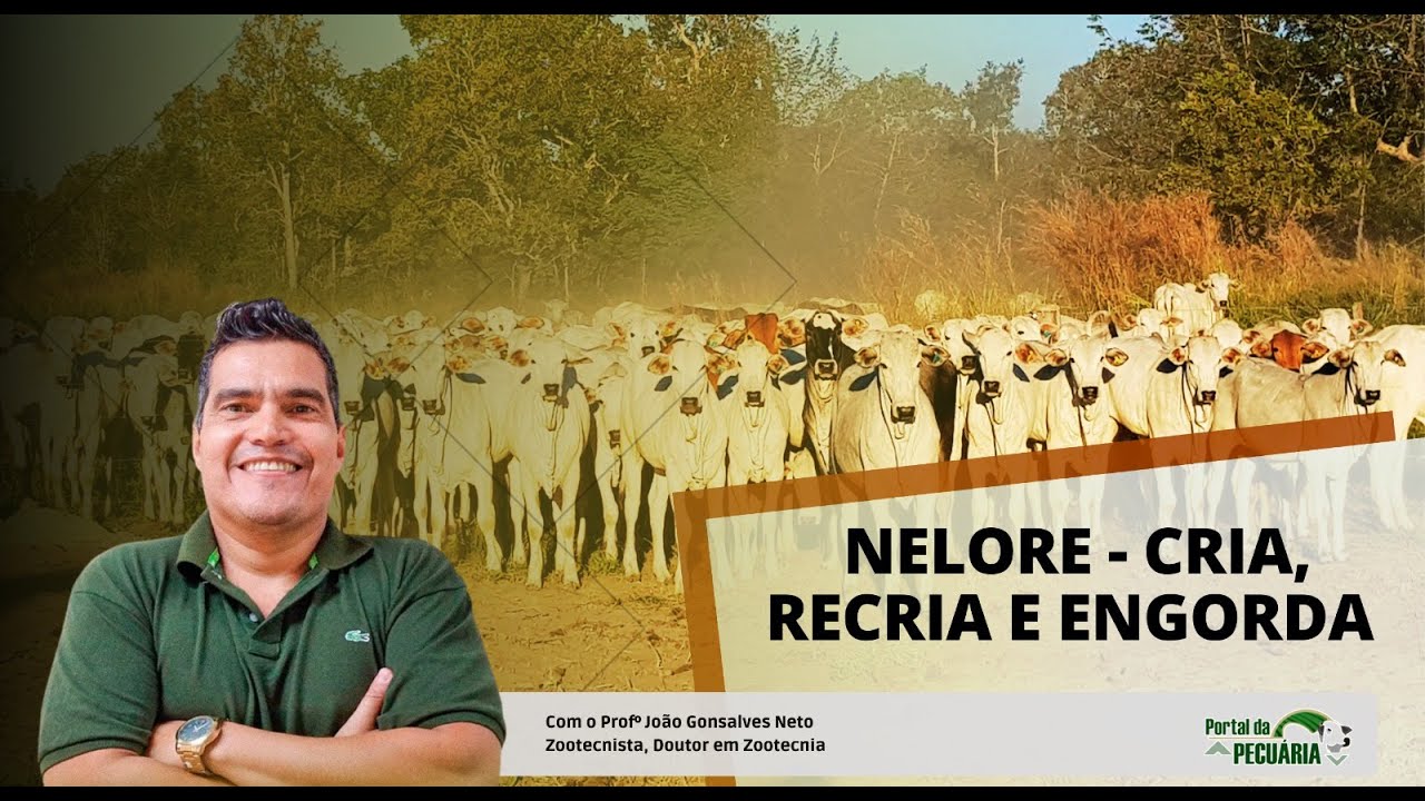 Curso Nelore - Cria, recria e engorda - YouTube