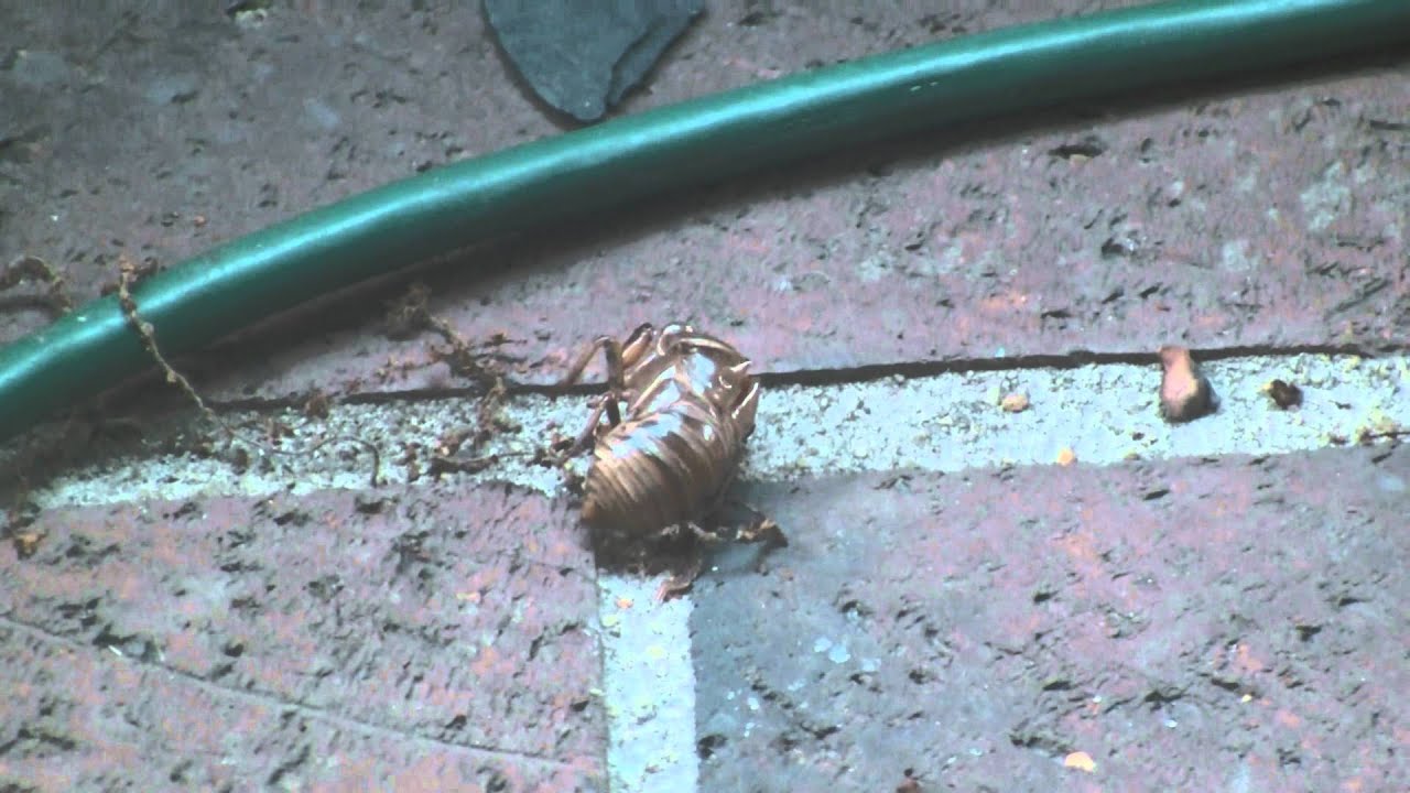 locust shell - YouTube