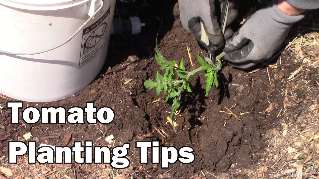 Tomato Planting Tips and How I Plant Tomatoes. - YouTube