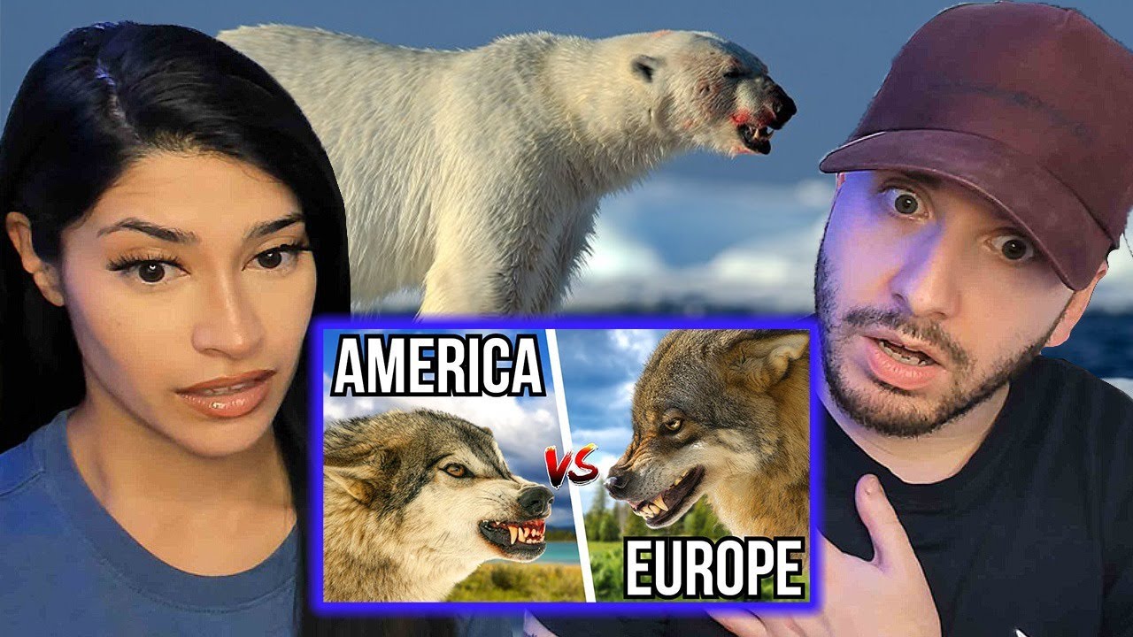Brits React to 3 American Animals VS 3 European Animals - YouTube
