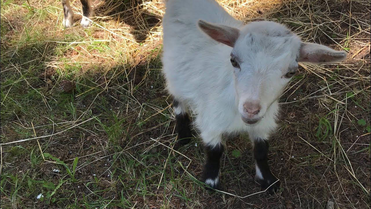Baby goats playing - YouTube