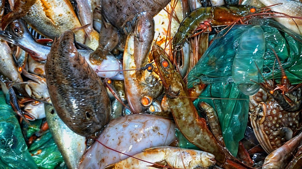 At night, the eyes of the fish prawns are like bulbs - YouTube
