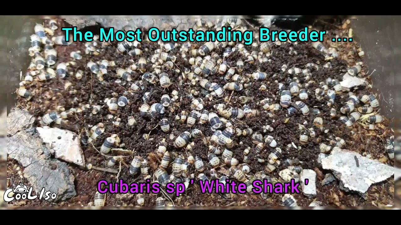 Cubais sp ' White Shark ' ～ Isopod： 白鯊 鼠婦 - YouTube