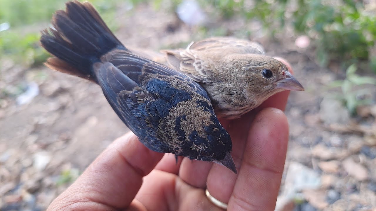 Soltando o Tiziu pardo e Tiziu preto - YouTube