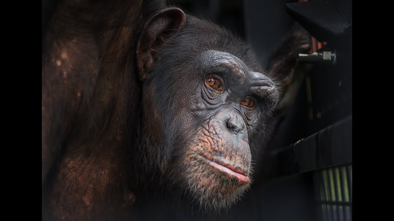 Meet Harley - 1 of 9 #NewChimps at Project Chimps - YouTube
