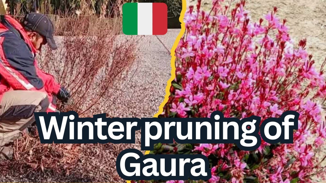 winter pruning Gaura 💐 gardening life in Italy 🇮🇹 - YouTube