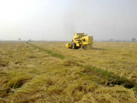 Rice Harvest - BASMATI - YouTube