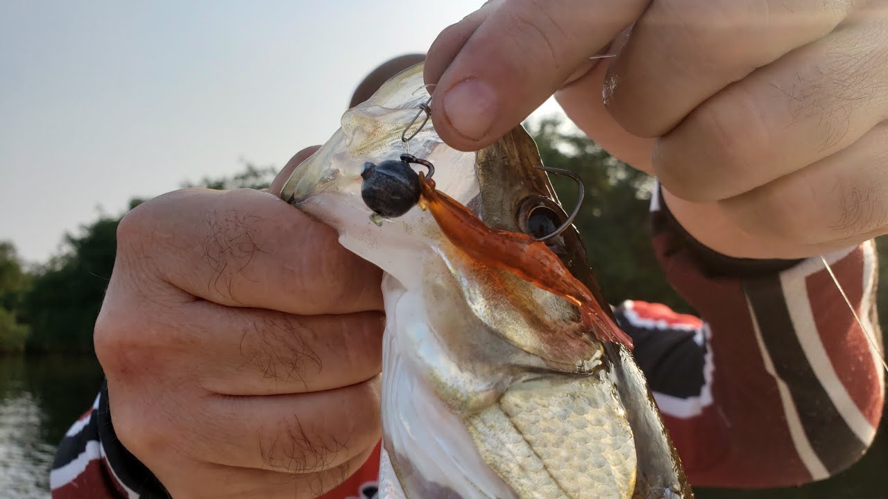 Segundo vídeo da série, camarão artificial sem jig heads. - YouTube