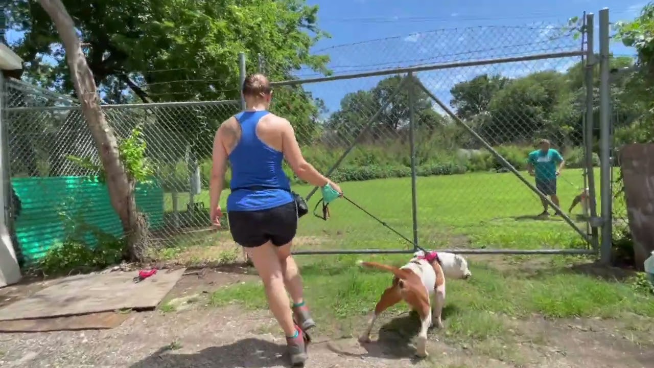 4- PINK training, Dog Walking and Communication - YouTube