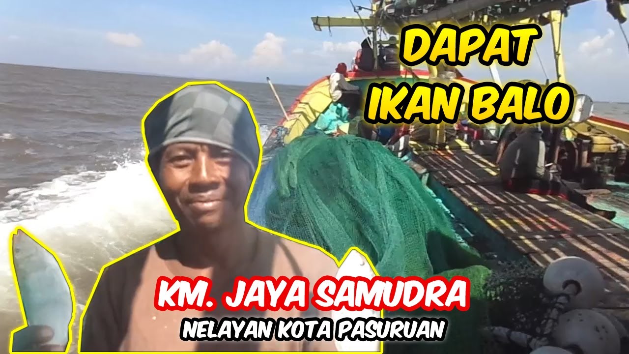 DAPAT IKAN BALO DIREBUT PARA TENGKULAK - JAYA SAMUDRA - NELAYAN KOTA ...