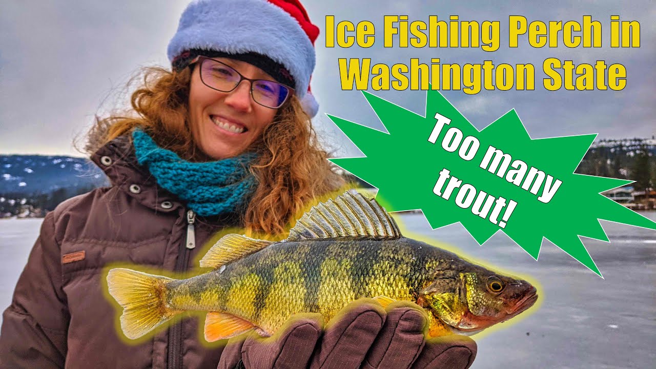 Ice Fishing Perch in Washington State - YouTube