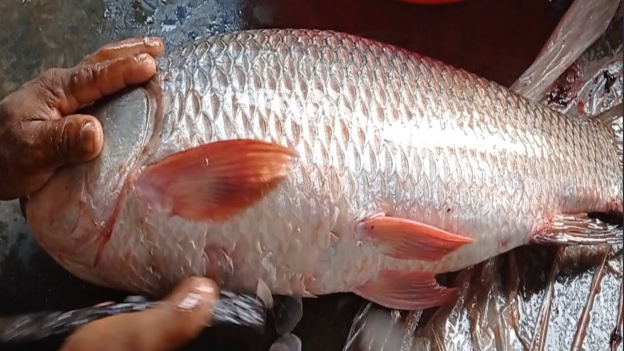 Amazing cutting skills Rui fish. Rui fish cutting in Bangladesh fish ...