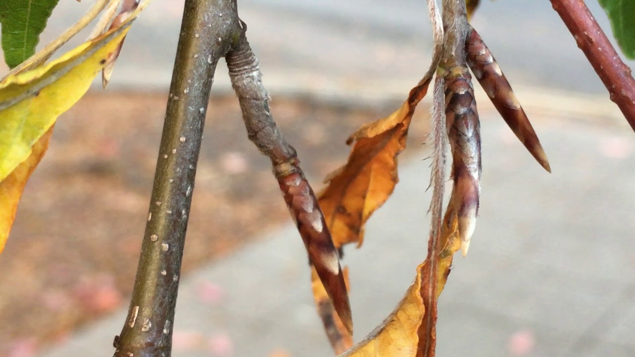 Fern-leaved Beech - buds close up - October 2018 - YouTube