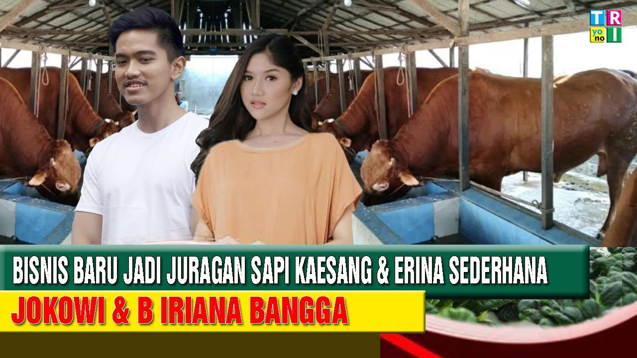 Jelang Idul Adha Kaesang Jadi Juragan Sapi, Erina Gudono Bantu Suami, Jokowi B. Iriana Bangga ...