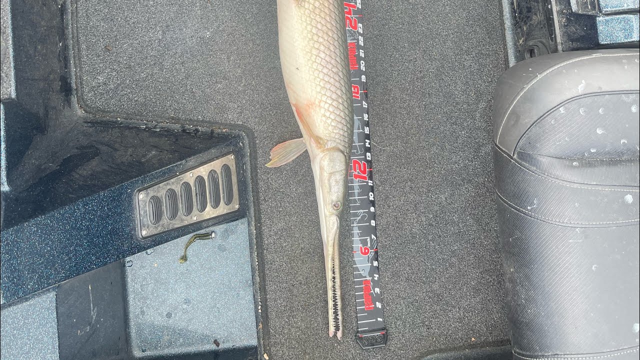 Lake Champlain longnosed gar fishing - YouTube