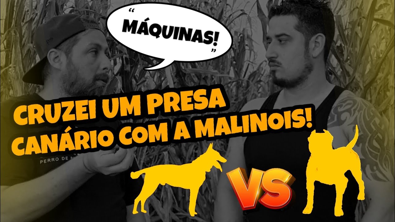 MIX de Presa Canário X Belga de Malinois | Qual cão eu usei? - YouTube