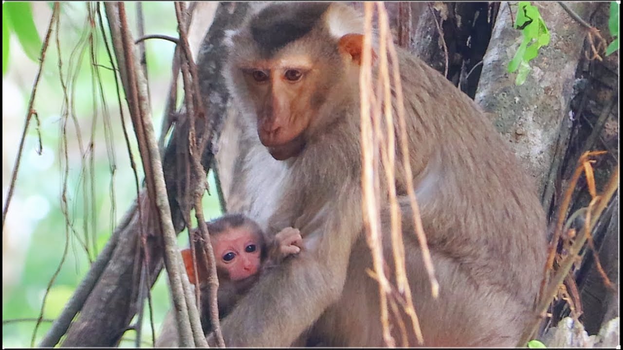 Adorable newborn baby in this month for upgrade monkey Julie baby - YouTube