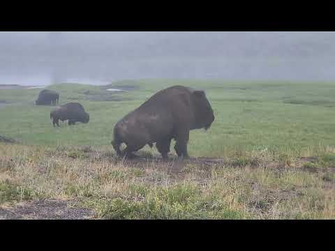 Sounds of the rut!   Bison rut season in Yellowstone is my favorite.  #yellowstone #Bison