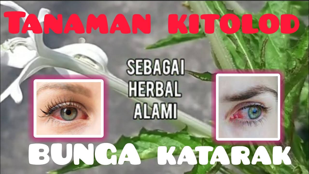 @AttaManggarai588 Mengatasi mata merah dengan Bunga katarak - YouTube
